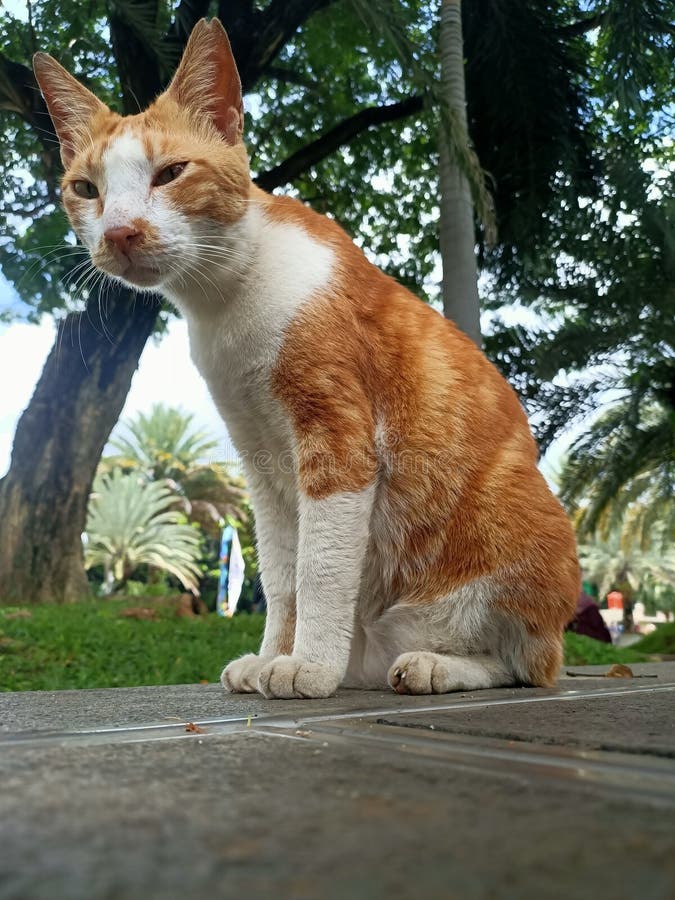 Cat Orange Sitting in Behind Mosque Stock Photo - Image of sitting ...