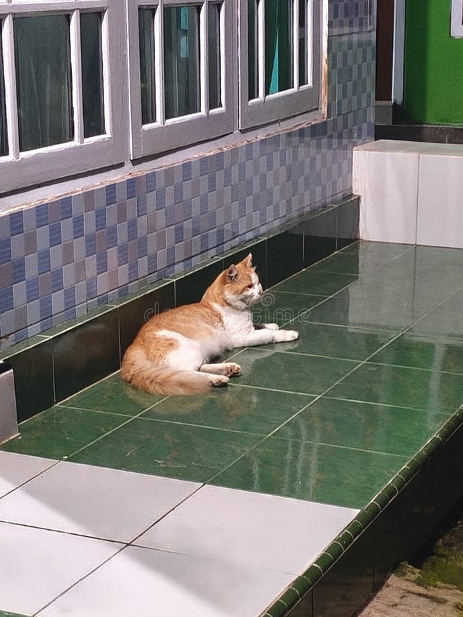 A Cat or Orange Cat or Stray Cat Just Sitting at the Front of House while Looking Stock Photo ...