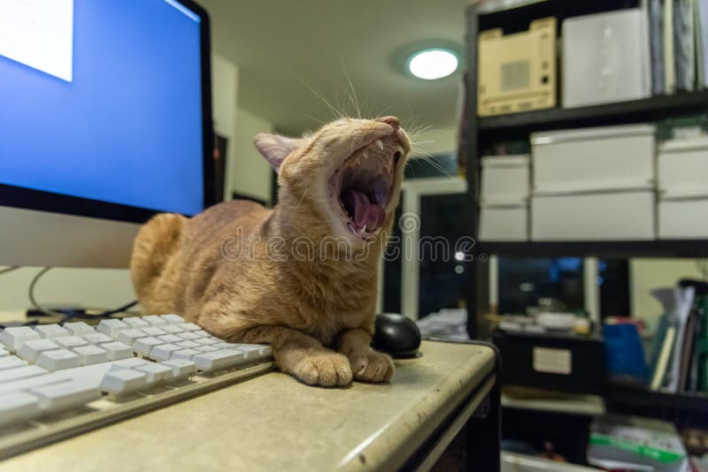 Cat OrangeÂ yawning Sleep on Computer Desk Stock Photo - Image of ...