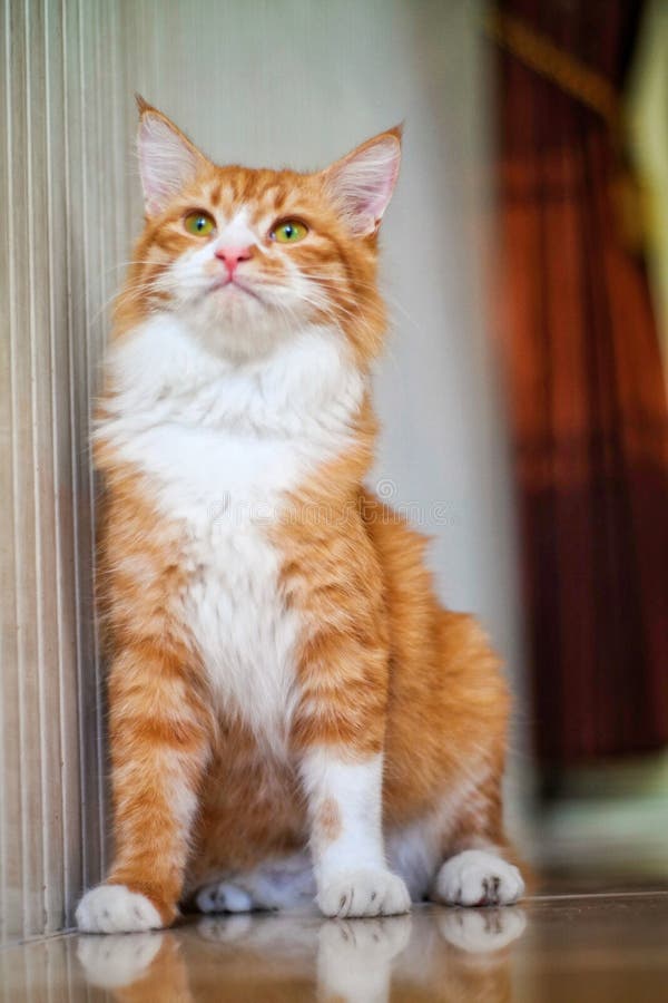 Cute Male Cat with Orange and White Fur Stock Image - Image of white ...