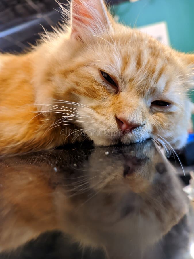 The Cat Oren is Sleepy on the Glass Table Stock Photo - Image of ...