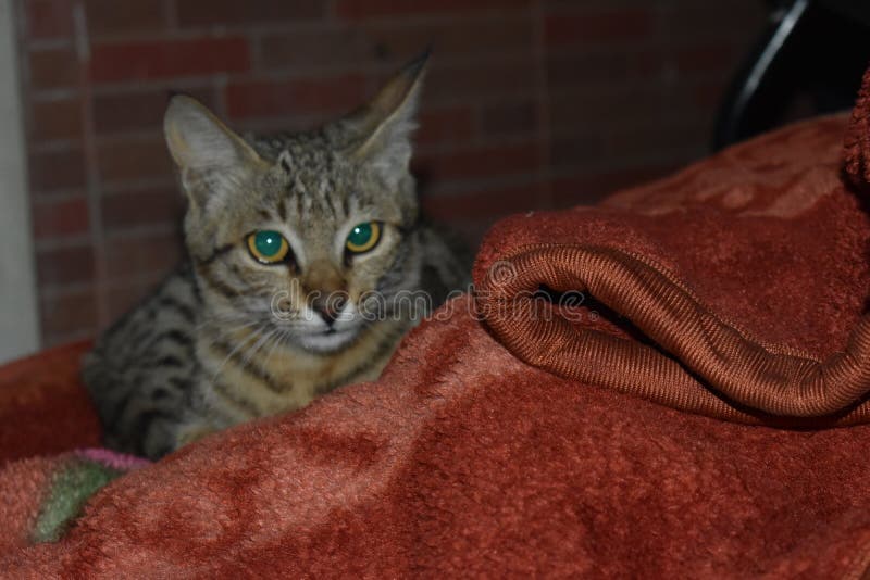 Cat stock image. Image of nikon, clicked, size, original - 137006555