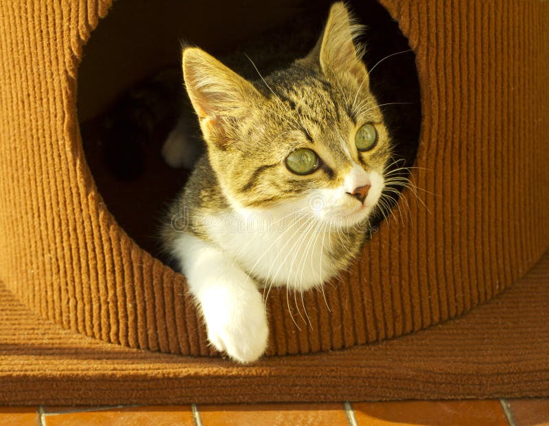 344 Cat Coming Out Stock Photos - Free & Royalty-Free Stock Photos from ...