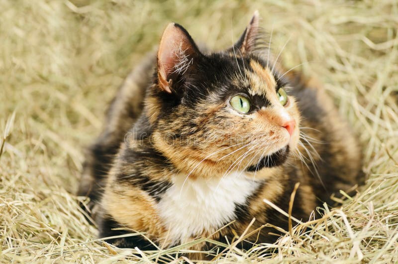 Cat stock photo. Image of fauna, tomcat, indoor, haystack - 30687202