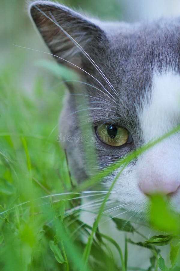 Cat outdoor stock image. Image of colour, young, outdoor - 67538607