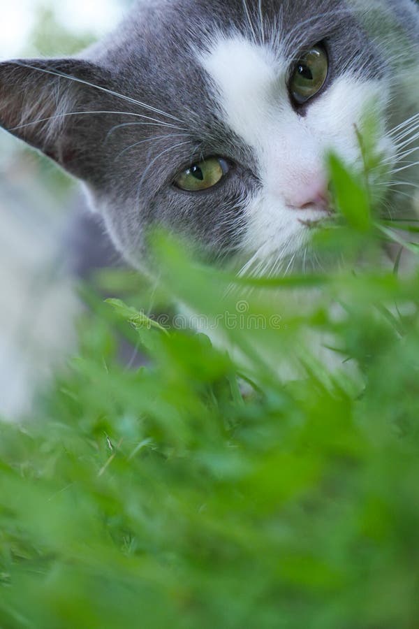 Cat outdoor stock image. Image of grass, pets, outdoor - 67539009