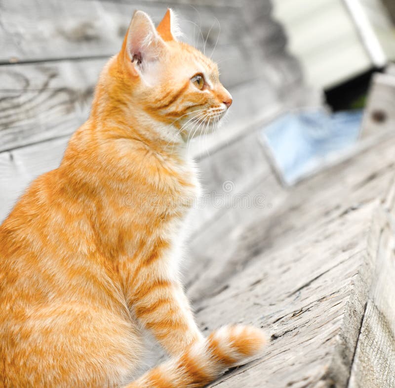 Cat outdoor stock image. Image of focus, looking, colour - 67538773
