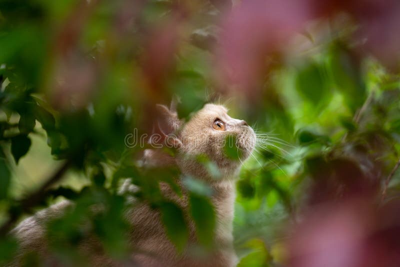 Cat Outdoors Behind Bush Looking Up in the Sky Stock Image - Image of ...