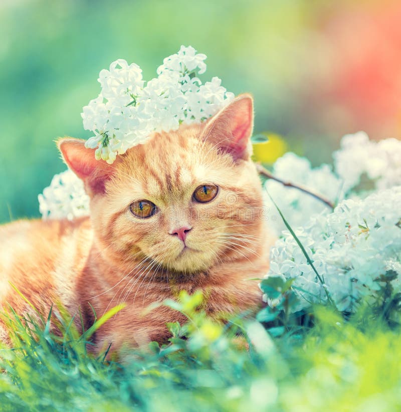 Ginger Cat Relaxing Field Flowers Stock Photos - Free & Royalty-Free ...