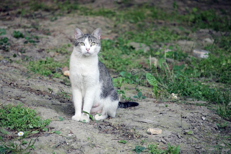 Cat outdoors stock image. Image of portrait, whiskers - 117583215