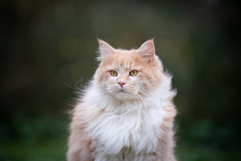 Cat outdoors windy fur stock photo. Image of ginger - 189123658