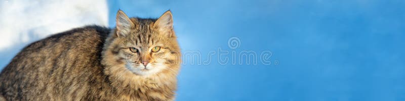The Cute Cat Sits in the Snow in Winter Stock Photo - Image of frost ...
