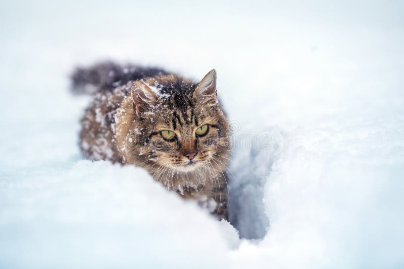 A Cat Walking on the Deep Snow Stock Photo - Image of funny, season ...