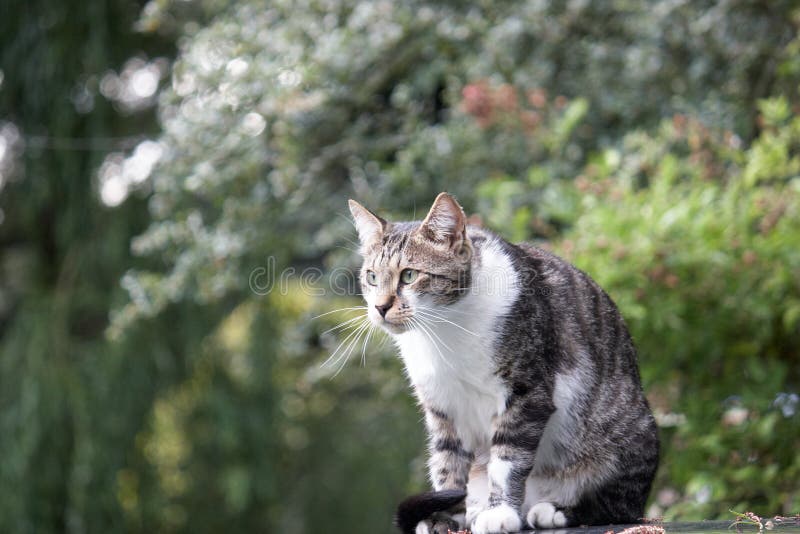 A cat outside stock photo. Image of outdoors, trees, feline - 17723510