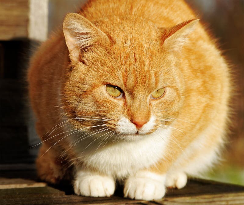 Cat outside. stock image. Image of sitting, single, interest - 23144763