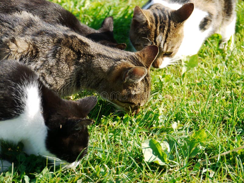 Cat outside stock photo. Image of domestic, play, home - 29603916