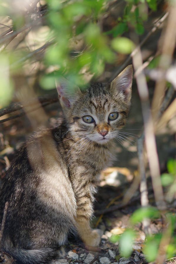 Cat outside stock image. Image of friend, nature, kitten - 37556185