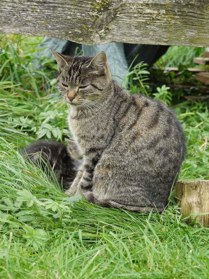 Cat outside stock photo. Image of domestic, play, home - 29603916