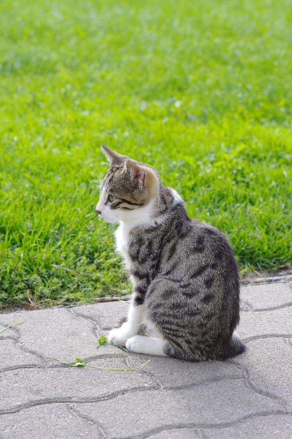 68,245 Cat Outside Stock Photos - Free & Royalty-Free Stock Photos from ...