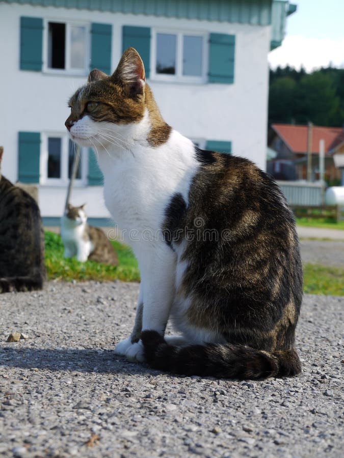 68,245 Cat Outside Stock Photos - Free & Royalty-Free Stock Photos from ...