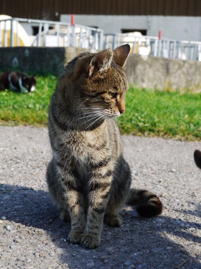 67,563 Cat Outside Stock Photos - Free & Royalty-Free Stock Photos from ...