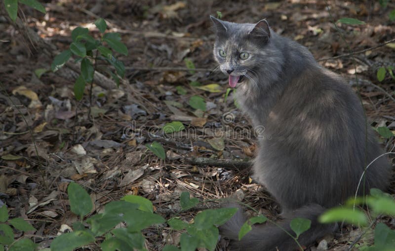 Cat Outside stock photo. Image of cute, favorite, looking - 82598288