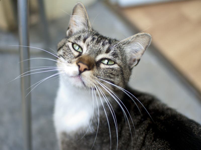 Cat outside stock photo. Image of bright, mustache, hears - 31945252
