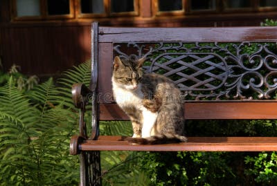 Cat over bench stock image. Image of wooden, kitten, bench - 16690941