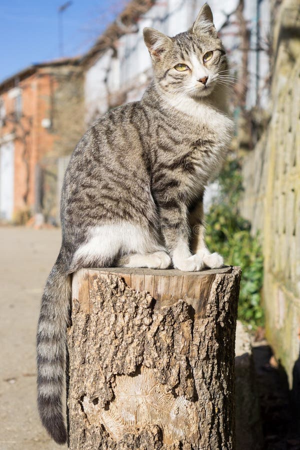 Cat over log, front view stock photo. Image of domestic - 49160090
