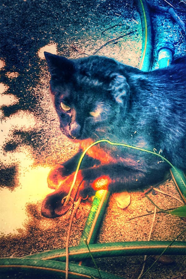 Oversaturated Feline Stock Photos - Free & Royalty-Free Stock Photos ...