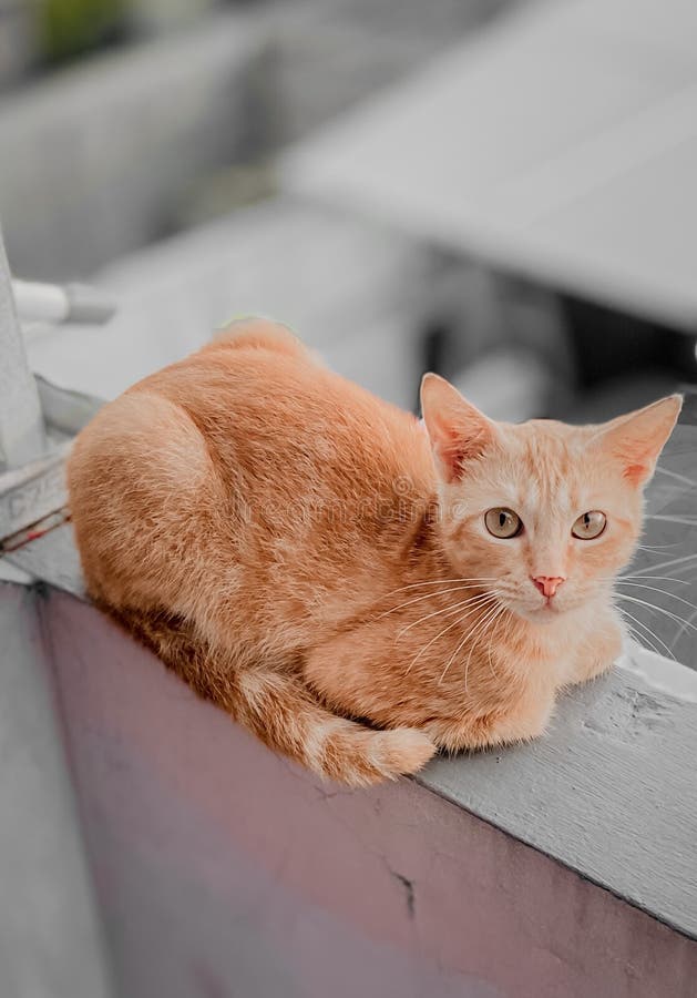 Cat Oyen stock photo. Image of waiting, terrace, dusk - 261646812