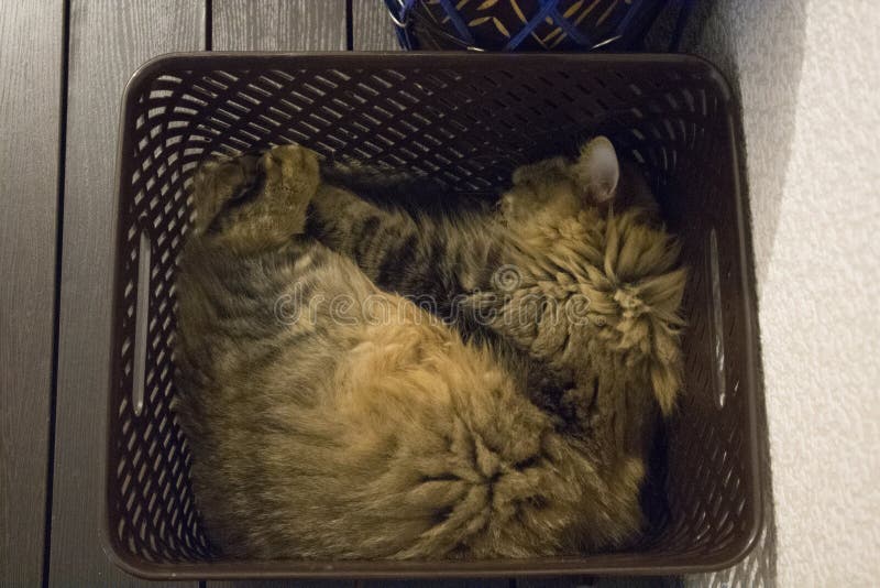 Cat Package stock photo. Image of plastic, animal, mechanic - 106994518