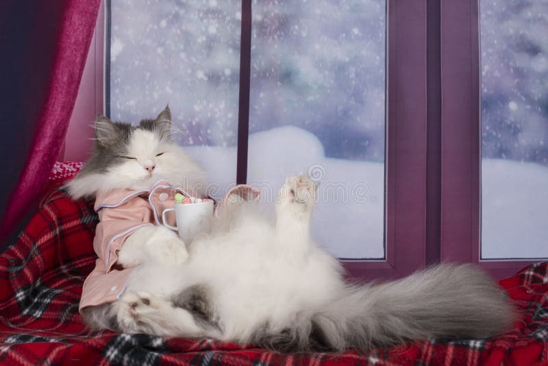 Cat in Pajamas Drinking Hot Cocoa with Marshmallows Stock Image - Image ...