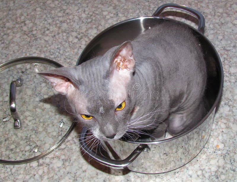 A cat in the pan stock image. Image of eyes, wrong, waits - 143424929