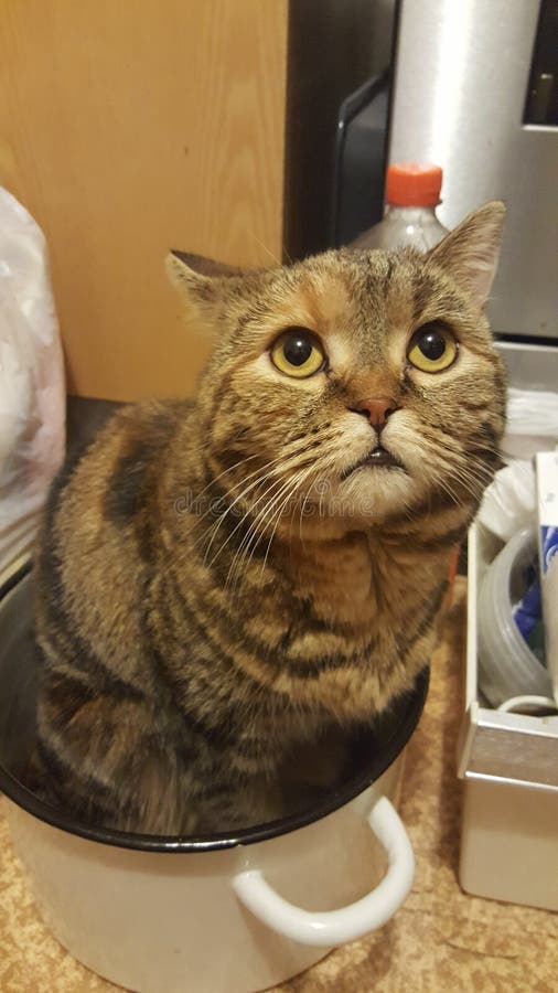 A cat in the pan stock image. Image of crockery, wrong - 143424929