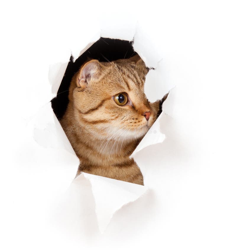 5,617 Cat Hole Stock Photos - Free & Royalty-Free Stock Photos from ...