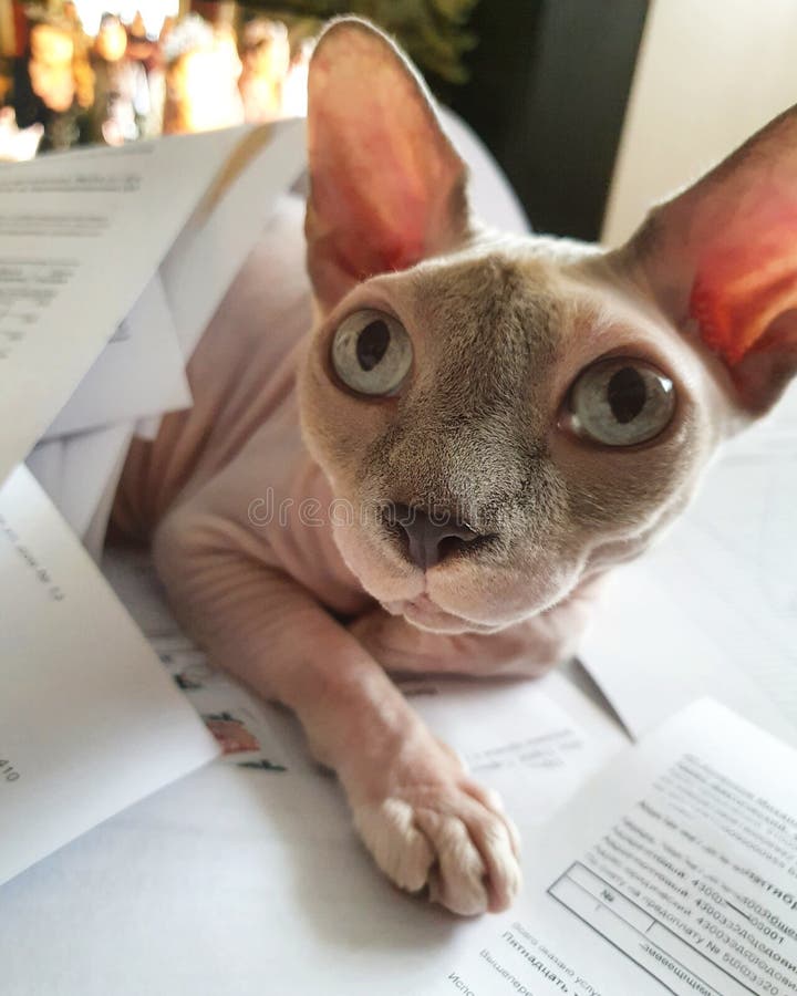 Cat in papers stock image. Image of papers, cars, sphynx - 183034359