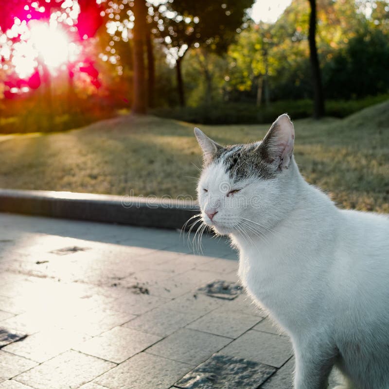 Cat in the park stock photo. Image of kitty, animal, home - 12785604