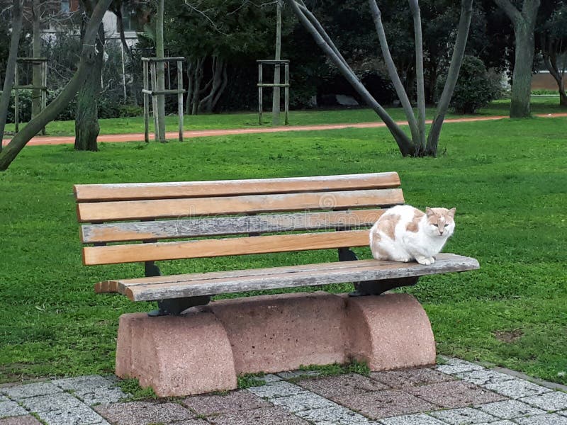 Cat on bench stock image. Image of palace, purr, column - 1287333