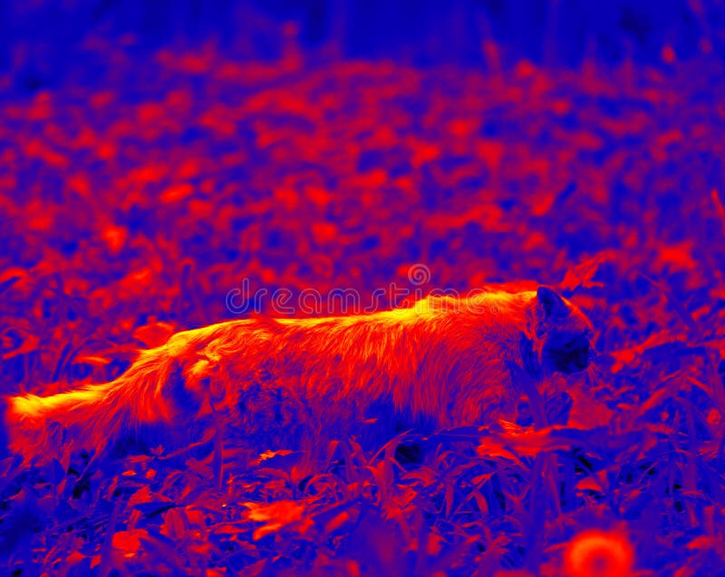 Infrared Cat Stock Photos - Free & Royalty-Free Stock Photos from ...
