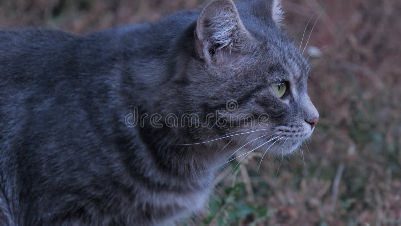 219 Wildcat Side Profile Stock Photos - Free & Royalty-Free Stock ...