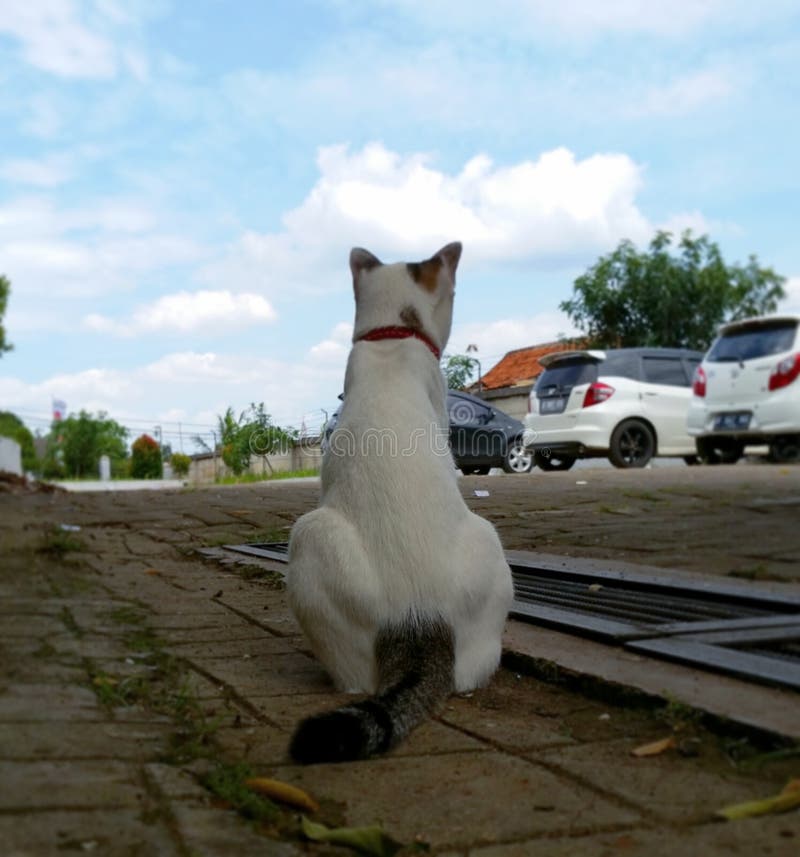 656 Cat Parking Stock Photos - Free & Royalty-Free Stock Photos from ...