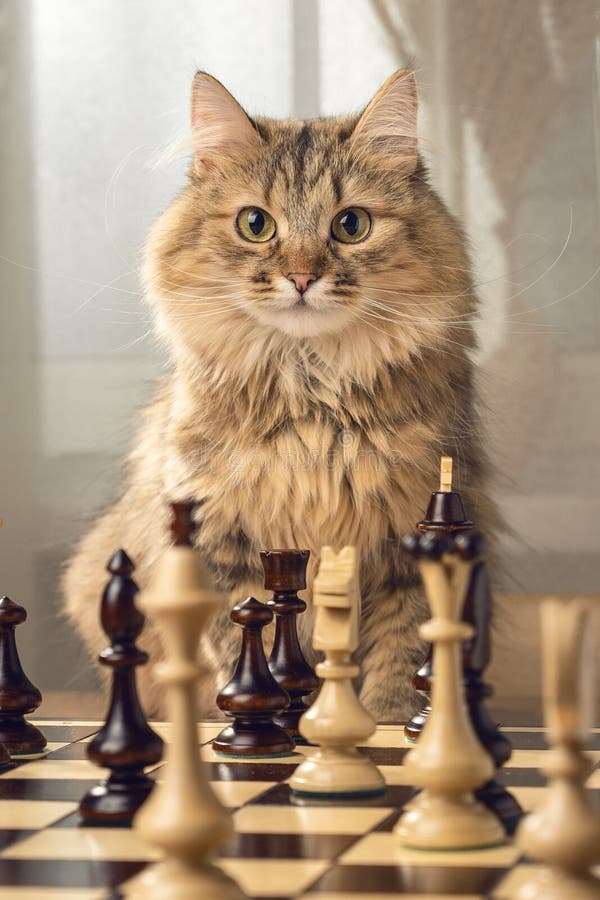 Cat for a party in chess stock image. Image of board - 266494299