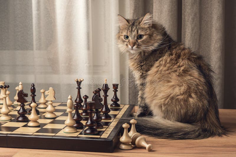 Cat for a party in chess stock photo. Image of animal - 266495150