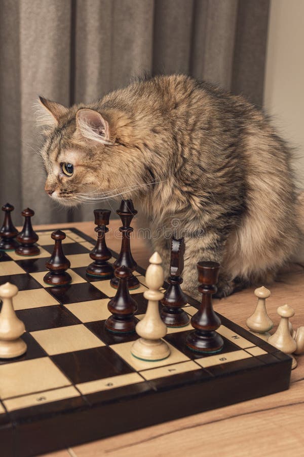 Cat for a party in chess stock photo. Image of playing - 266495152