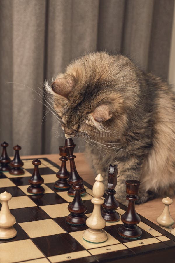 Cat for a party in chess stock photo. Image of playing - 266495154