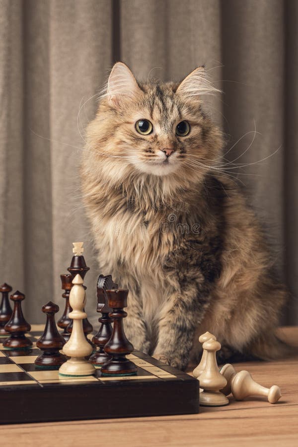 Cat for a party in chess stock image. Image of animal - 266495161