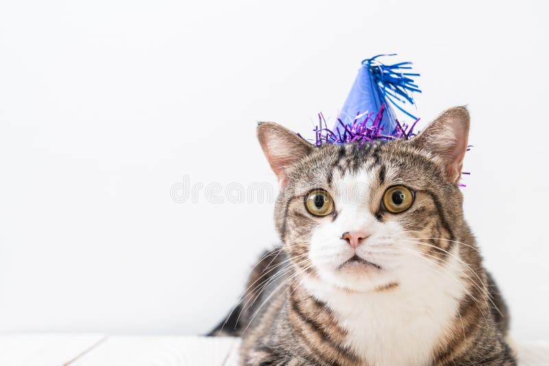 Cat with party hat stock photo. Image of view, celebration - 151676656