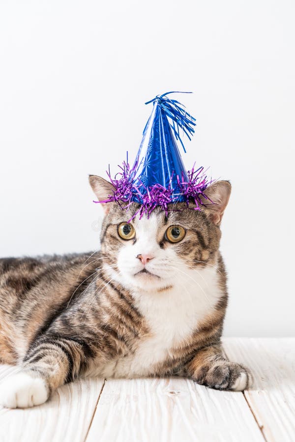 Cat with party hat stock image. Image of view, birthday - 151945317
