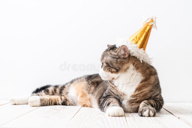Cat with party hat stock image. Image of party, feline - 151948163